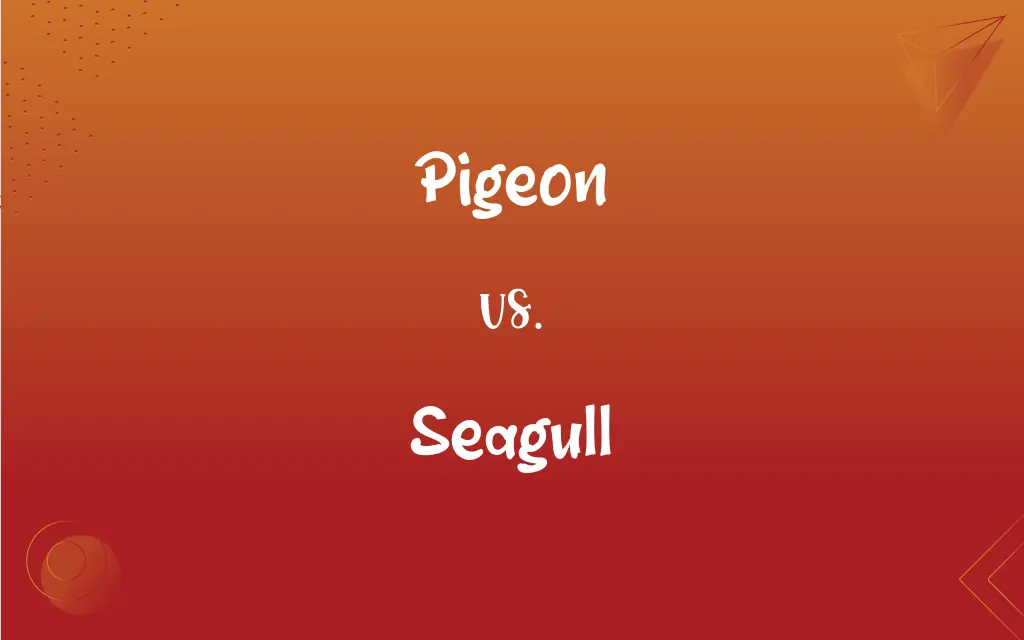 Pigeon vs. Seagull: What’s the Difference?