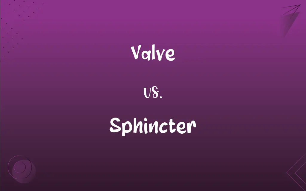 Valve vs. Sphincter: What’s the Difference?